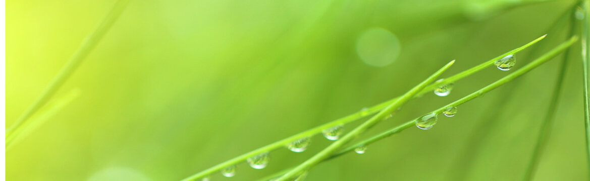 Nature Banner Images – Browse 3,354,334 Stock Photos, Vectors, and ...