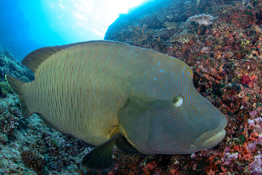 "Napoleon Fish"-Bilder: Stock-Fotos & -Videos. | Adobe Stock