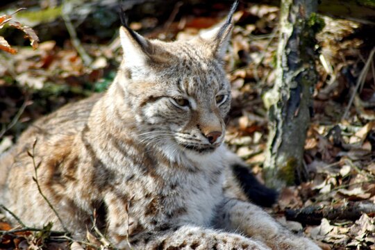 "Lynx Roux" Bilder – Durchsuchen 463 Archivfotos, Vektorgrafiken und ...