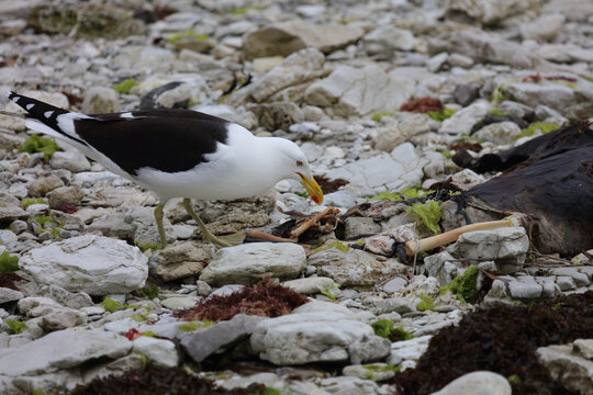 รูปภาพMollyhawk – เลือกดูภาพถ่ายสต็อก เวกเตอร์ และวิดีโอ134 | Adobe Stock