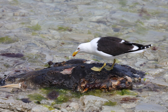 รูปภาพMollyhawk – เลือกดูภาพถ่ายสต็อก เวกเตอร์ และวิดีโอ162 | Adobe Stock