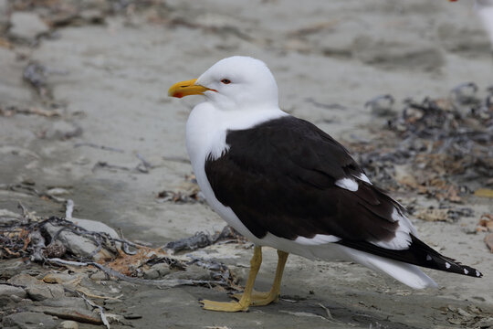 รูปภาพMollyhawk – เลือกดูภาพถ่ายสต็อก เวกเตอร์ และวิดีโอ162 | Adobe Stock