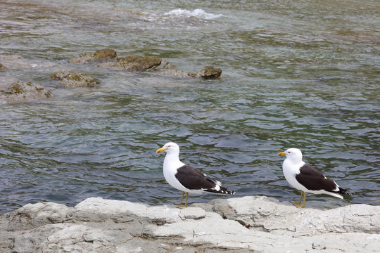 รูปภาพMollyhawk – เลือกดูภาพถ่ายสต็อก เวกเตอร์ และวิดีโอ162 | Adobe Stock