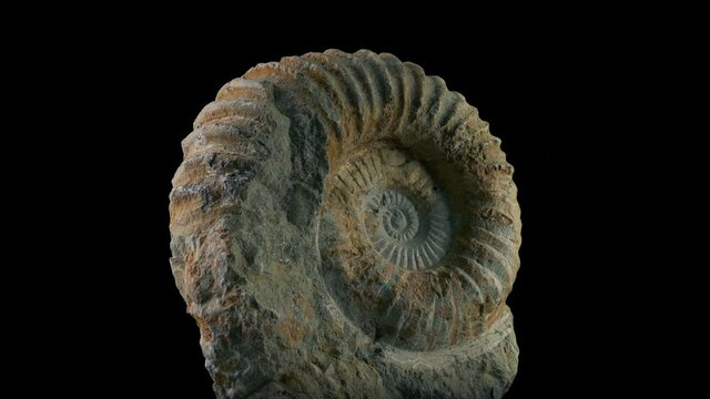 Imagens de Ammonite – Explore Fotografias do Stock, Vetores e Vídeos de ...