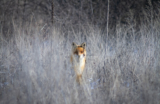 Steppenfuchs-Bilder: Stock-Fotos & -Videos. | Adobe Stock
