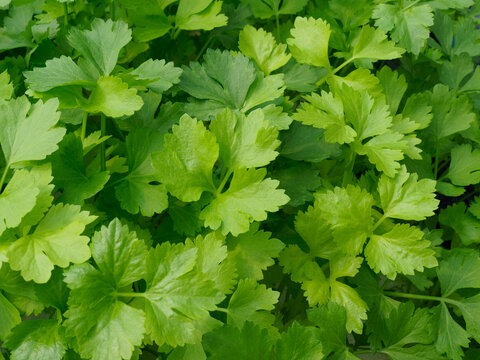 「Apium」の写真素材 | 6,318件の無料イラスト画像 | Adobe Stock