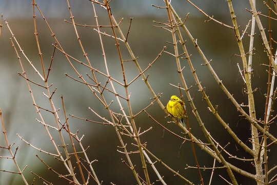 Yellowhammer Bilder – Durchsuchen 5,010 Archivfotos, Vektorgrafiken und ...