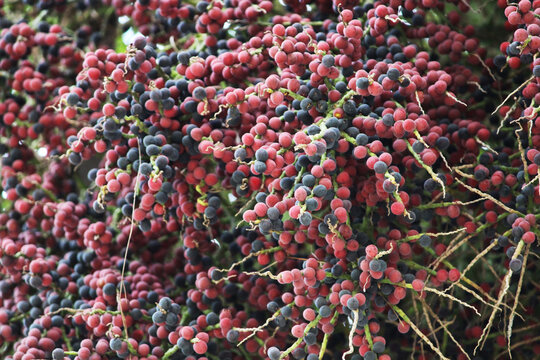 รูปภาพPalmiche – เลือกดูภาพถ่ายสต็อก เวกเตอร์ และวิดีโอ1,934 | Adobe Stock