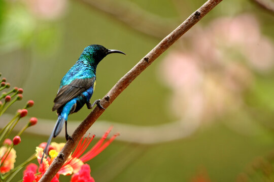 รูปภาพNectarinia – เลือกดูภาพถ่ายสต็อก เวกเตอร์ และวิดีโอ812 | Adobe Stock