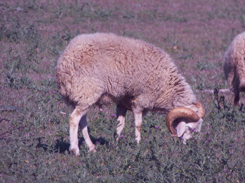 Rogi Bilder – Durchsuchen 2,525 Archivfotos, Vektorgrafiken und Videos ...