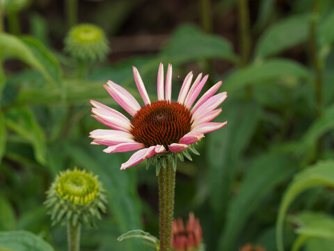 Ligulate Images – Browse 141 Stock Photos, Vectors, and Video | Adobe Stock