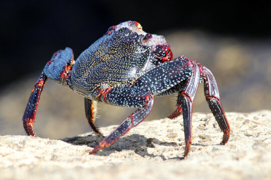 รูปภาพKrebstier – เลือกดูภาพถ่ายสต็อก เวกเตอร์ และวิดีโอ2,869 | Adobe Stock