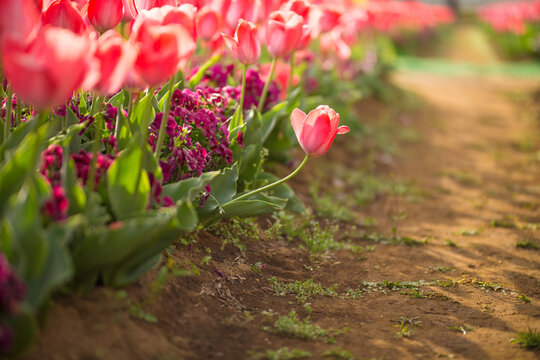 ひょっこり Images – Browse 753 Stock Photos, Vectors, and Video | Adobe Stock