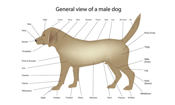 Dog Anatomy
