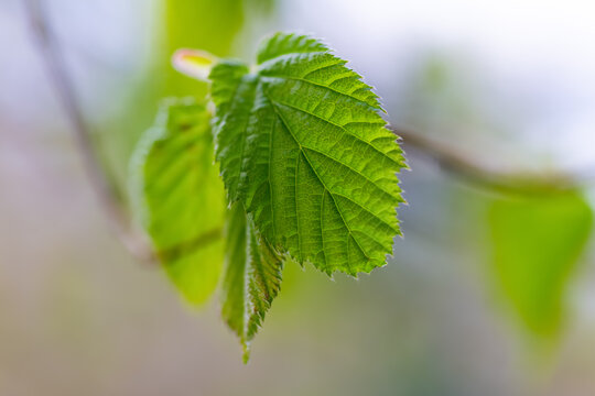 Haselnussblatt Bilder – Durchsuchen 1,291 Archivfotos, Vektorgrafiken ...