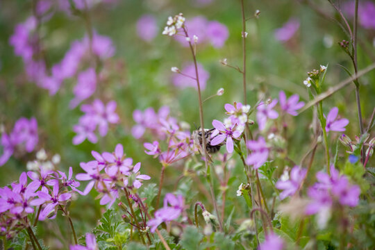 Pinwing 이미지 – 찾아보기 197 스톡 사진, 벡터 및 비디오 | Adobe Stock
