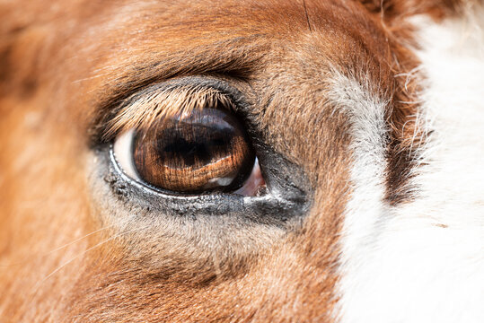 Imágenes de Tierauge: descubre bancos de fotos, ilustraciones, vectores ...