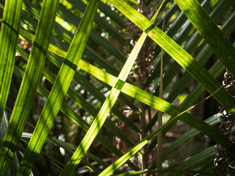 Nikau Images – Browse 202 Stock Photos, Vectors, and Video | Adobe Stock