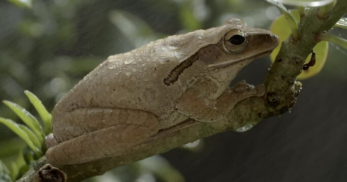 "Common Tree Frog" Images – Browse 1,281 Stock Photos, Vectors, and ...