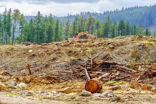 Clearfelling Bilder – Durchsuchen 5,569 Archivfotos, Vektorgrafiken und ...