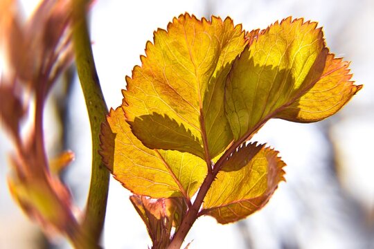 รูปภาพKrzak – เลือกดูภาพถ่ายสต็อก เวกเตอร์ และวิดีโอ2,220 | Adobe Stock