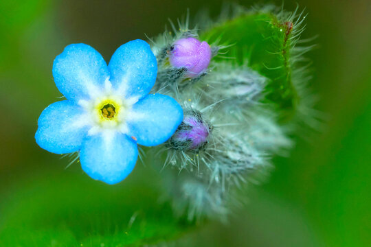 รูปภาพMiosotis – เลือกดูภาพถ่ายสต็อก เวกเตอร์ และวิดีโอ49,519 | Adobe Stock