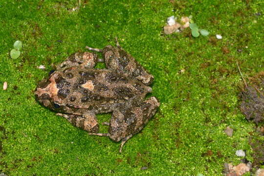 รูปภาพEndemismo – เลือกดูภาพถ่ายสต็อก เวกเตอร์ และวิดีโอ226 | Adobe Stock