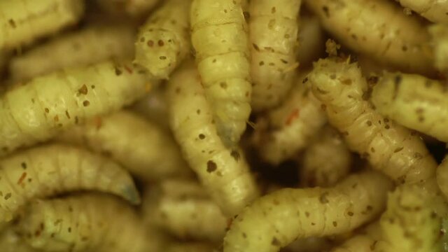 Margot Bilder – Durchsuchen 242 Archivfotos, Vektorgrafiken und Videos ...