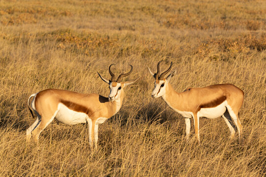 รูปภาพGacela – เลือกดูภาพถ่ายสต็อก เวกเตอร์ และวิดีโอ865 | Adobe Stock
