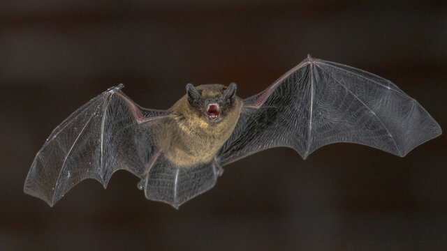 Bat In Flight. Wing Images – Browse 109,647 Stock Photos, Vectors, and ...
