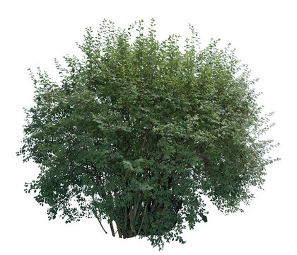 รูปภาพShrub – เลือกดูภาพถ่ายสต็อก เวกเตอร์ และวิดีโอ3,086,120 | Adobe Stock