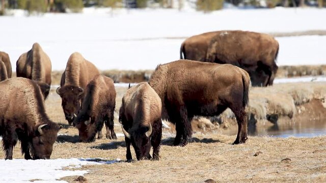 รูปภาพTatanka – เลือกดูภาพถ่ายสต็อก เวกเตอร์ และวิดีโอ387 | Adobe Stock