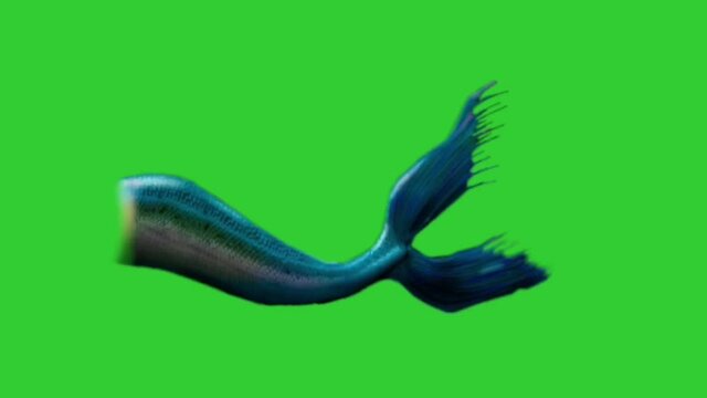 "Mermaid Tail" Images – Parcourir 2,924 le catalogue de photos ...