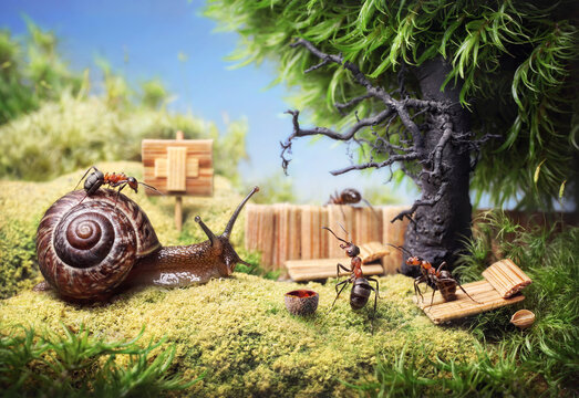 Snail Bed Bilder – Durchsuchen 722 Archivfotos, Vektorgrafiken und ...