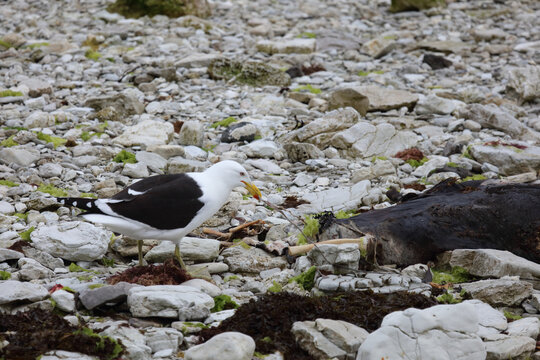 Mollyhawk bilder – Bläddra bland 134 stockfoton, vektorer och videor ...