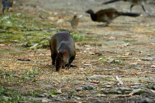 Imagens de Sereque – Explore Fotografias do Stock, Vetores e Vídeos de ...