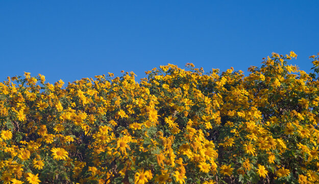 "Tree Marigold" Images – Browse 3,156 Stock Photos, Vectors, and Video ...