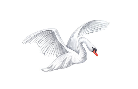 Swan Flying Sketch