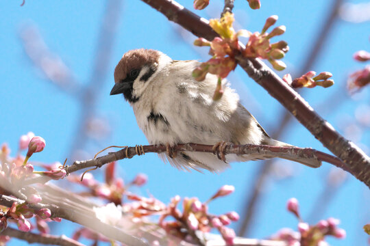 Elstern Bilder – Durchsuchen 37,605 Archivfotos, Vektorgrafiken und ...