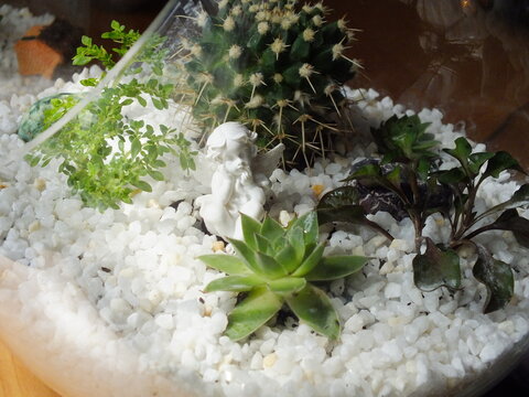 Florarium Images – Browse 6,088 Stock Photos, Vectors, and Video ...