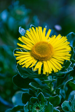 รูปภาพAsteriscus – เลือกดูภาพถ่ายสต็อก เวกเตอร์ และวิดีโอ175 | Adobe Stock