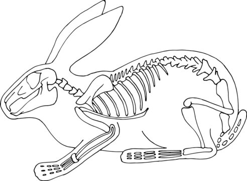 Animal Skeleton Tutorial Coloring Pages