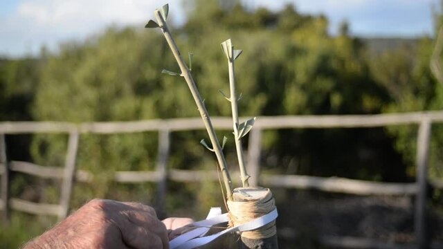 รูปภาพGrafting – เลือกดูภาพถ่ายสต็อก เวกเตอร์ และวิดีโอ113,240 | Adobe ...