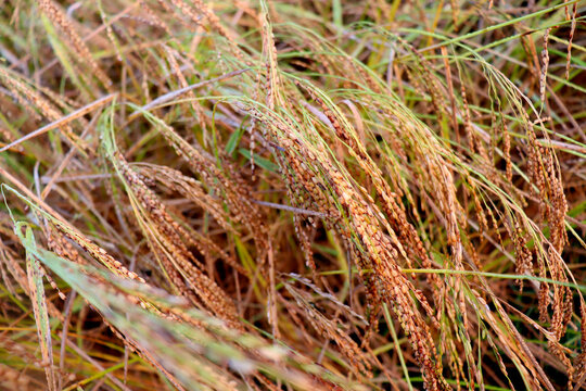 "Paddy Images – Browse 2,001,666 Stock Photos, Vectors, and Video ...