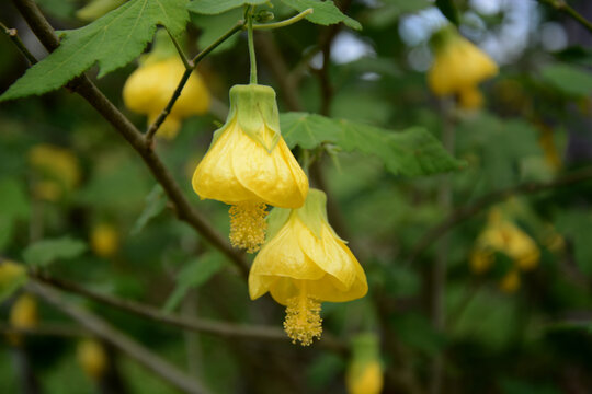 Abutilon Images – Browse 1,529 Stock Photos, Vectors, and Video | Adobe ...