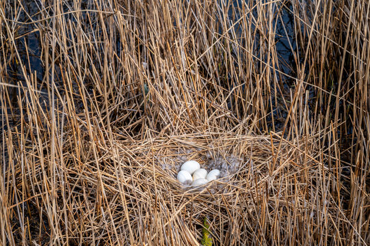 Brutzeit 이미지 – 찾아보기 2,128 스톡 사진, 벡터 및 비디오 | Adobe Stock