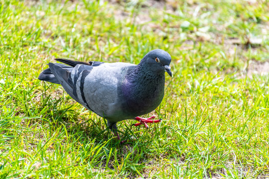 Afbeeldingen over "Cute Pigeon" – Blader in stockfoto's, vectoren en ...