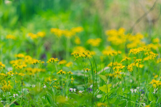 Amy Buxton photos, images, assets | Adobe Stock