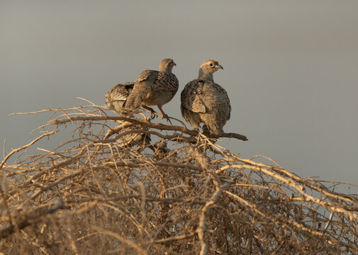 รูปภาพPerdicinae – เลือกดูภาพถ่ายสต็อก เวกเตอร์ และวิดีโอ271 | Adobe Stock