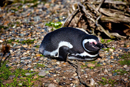 รูปภาพPinguinera – เลือกดูภาพถ่ายสต็อก เวกเตอร์ และวิดีโอ274 | Adobe Stock